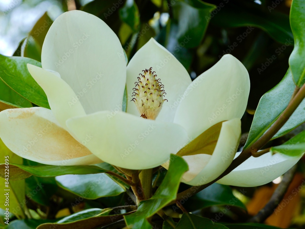 Flowering southern magnolia or bull bay (Magnolia grandiflora), is a ...