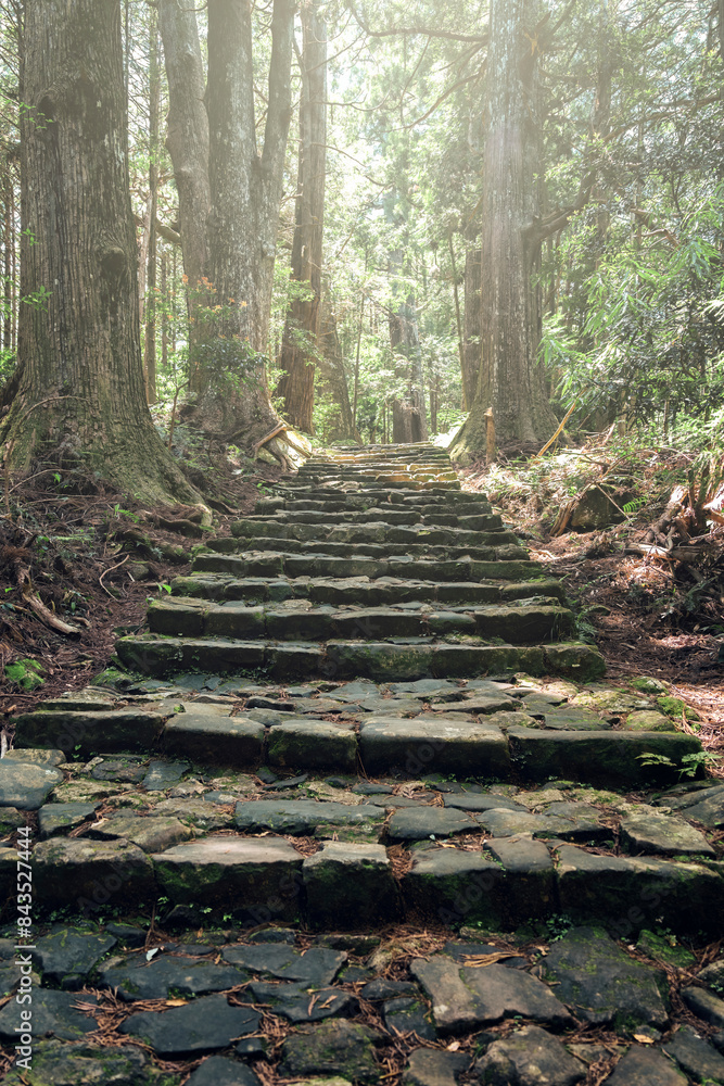 Cobblestone path through the forest of ancient cedars, part of the ...