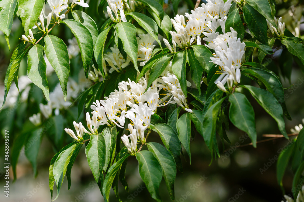 Maak's honeysuckle ( lat. Lonicera maackii ) is a shrub , a species of ...