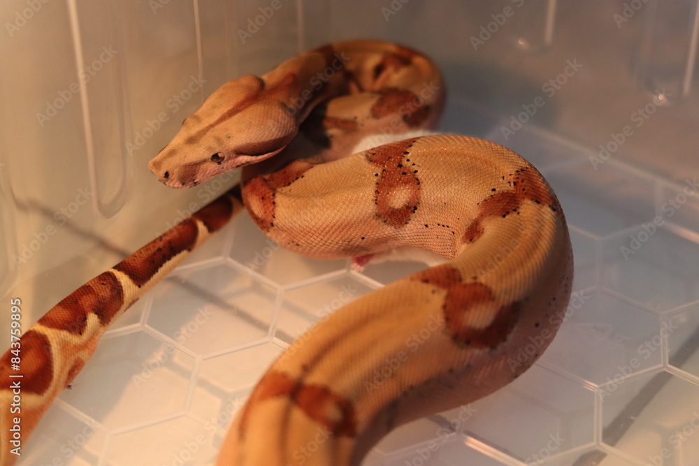 The Boa imperator sabogae, a subspecies of boa constrictor, is observed ...