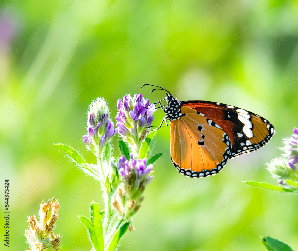 Danaus chrysippus, also known as the plain tiger, African queen, or ...