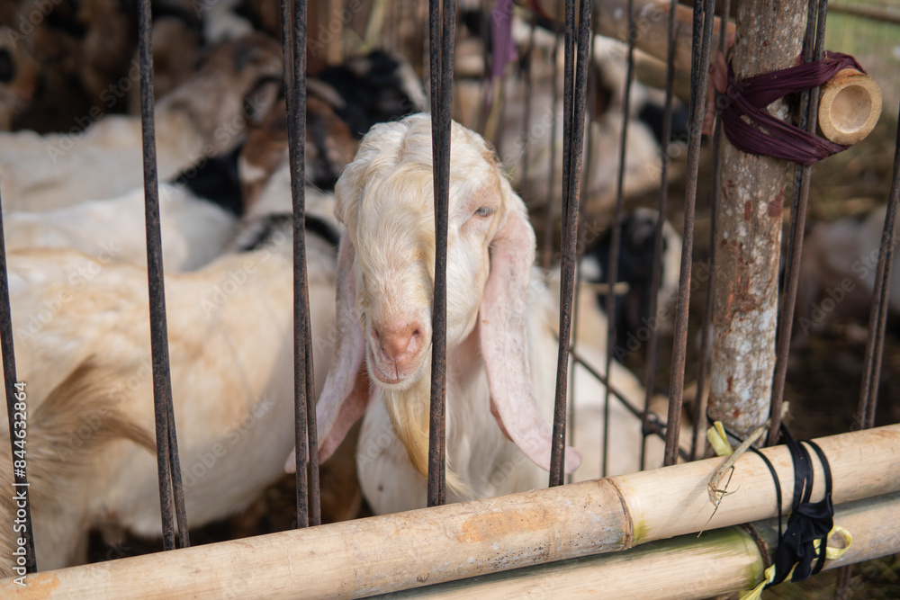 Стоковое фото «Portraits of Goat (kambing qurban) for the preparation ...