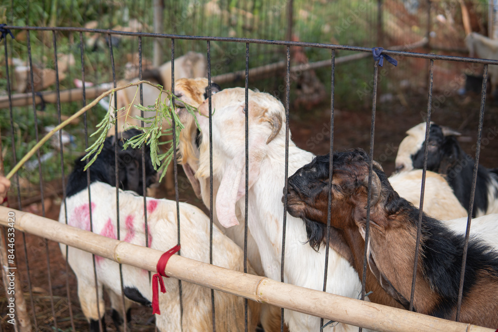 Portraits of Goat (kambing qurban) for the preparation of sacrifices on ...