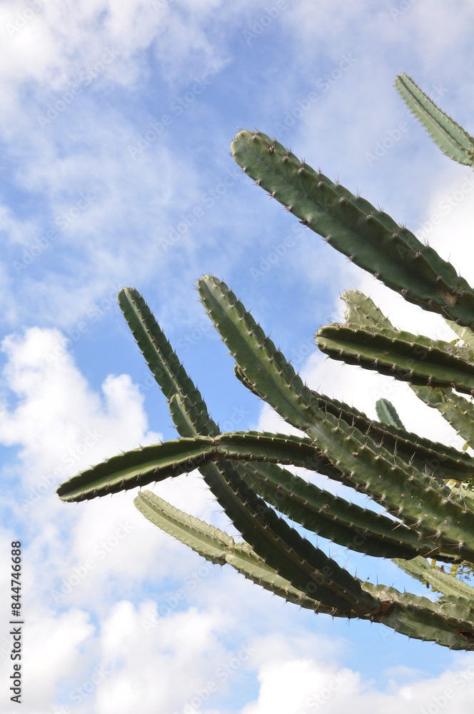 Detail of the thorn of the mandacaru, a plant native to the Brazilian ...
