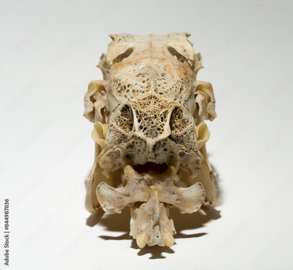 Skull of a hare on a white background. Rodent - (Lepus timidus). The ...
