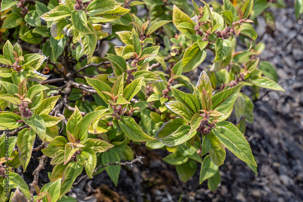 Pipturus albidus, māmaki, waimea, Waimea pipturus , is a species of ...