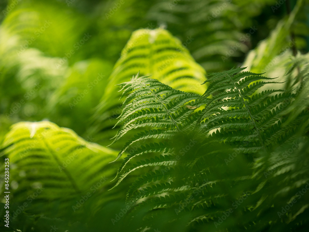 Lush green fern leaves fill frame with intricate patterns and textures ...