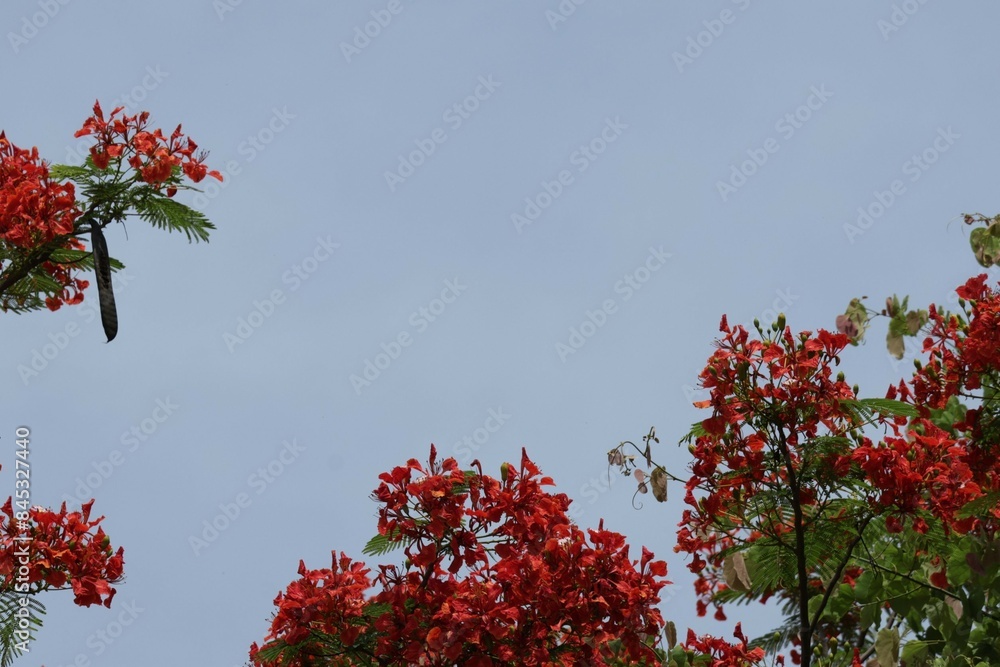Selective focus at a stunning red flowers named Royal Poinciana ...