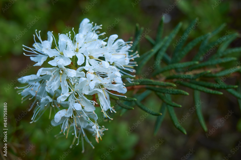 Flowers of Northern Europe: wild rosemary, rhododendron tomentosum ...