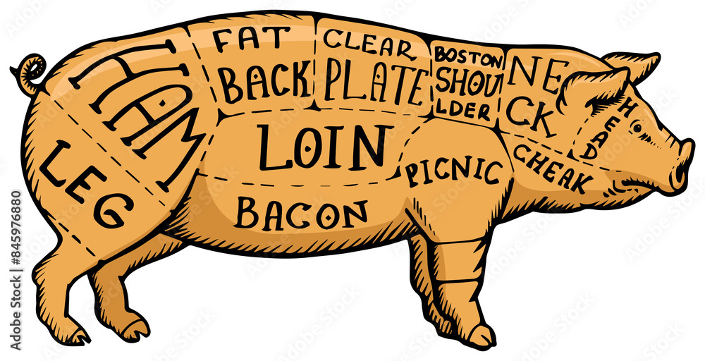 Meat diagram pig color sketch engraving PNG illustration. Scratch board ...