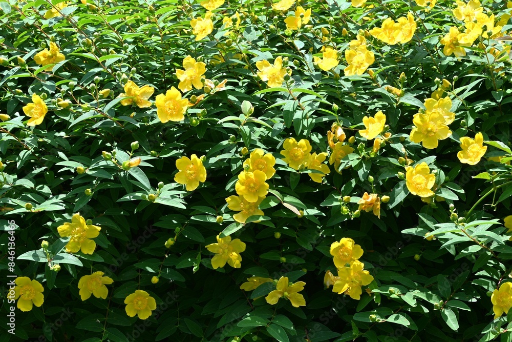 Hypericum patulum (Goldencup St. John's Wort) flowers. A Hypericaceae ...