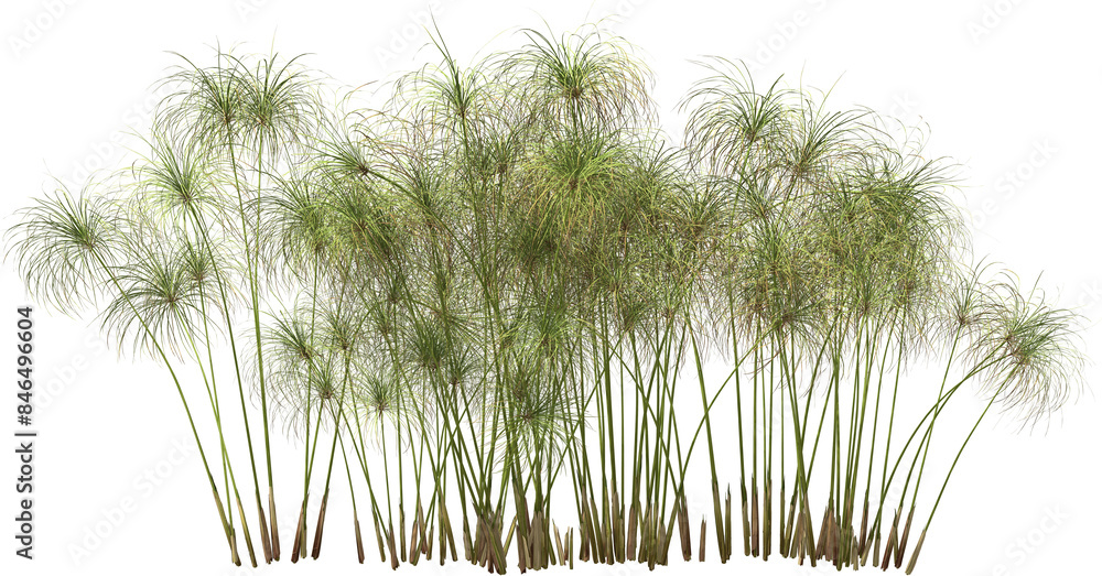 genuine papyrus hq arch viz cutout plants の Stock イラスト | Adobe Stock