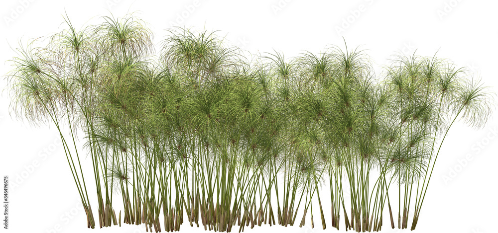 genuine papyrus hq arch viz cutout plants の Stock イラスト | Adobe Stock