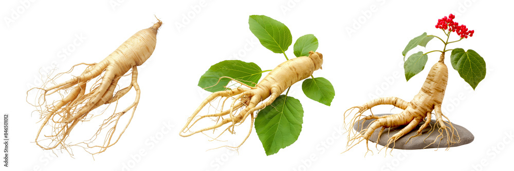 Fresh Ginseng Root with Green Leaves and Red Berries Isolated on ...