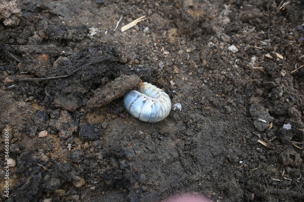 Cockchafer larva. Its other names Melolontha melolontha, white grub ...