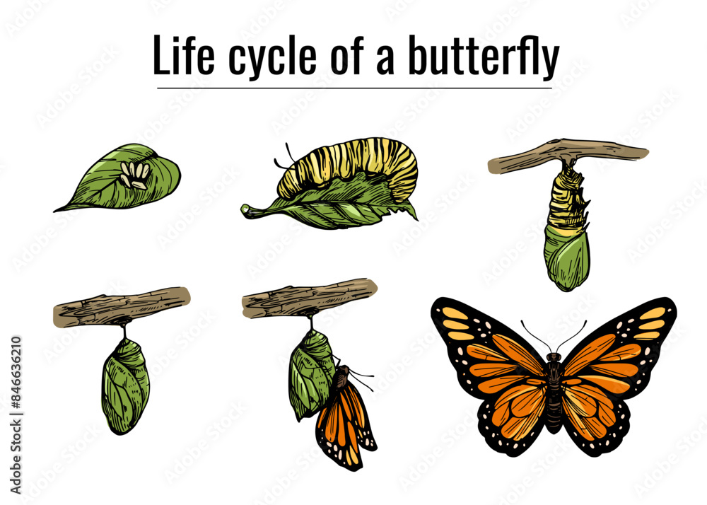 Life cycle of a butterfly, realistic engraving style. hand drawn ...