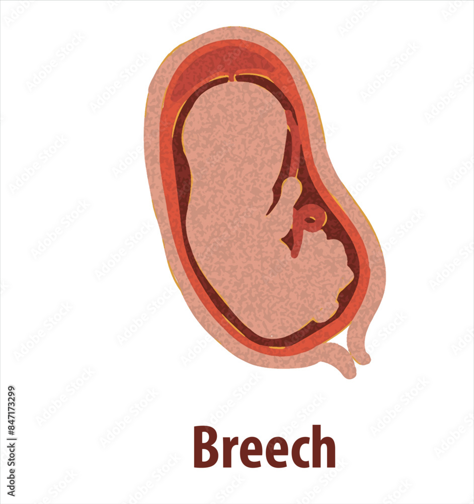 Gestational fetal development. Embryonic lunar stage growth month to ...