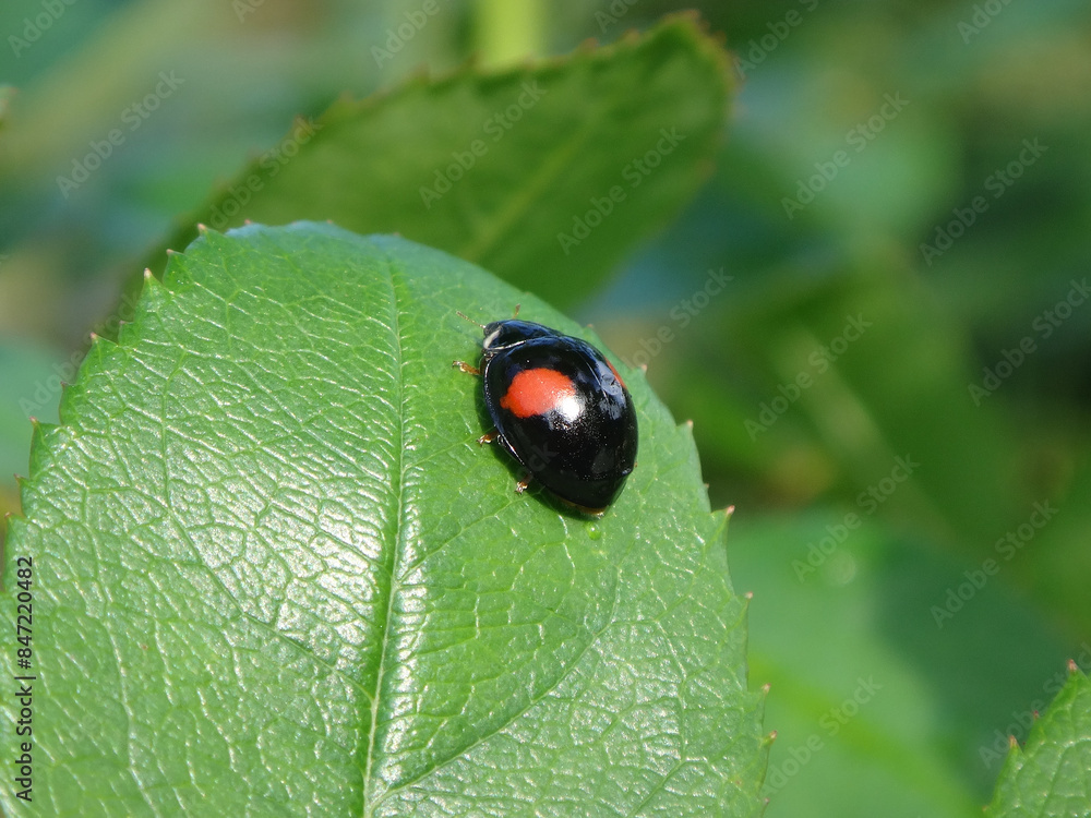 Harlequin ladybird beetle, also known as multicoloured Asian lady ...