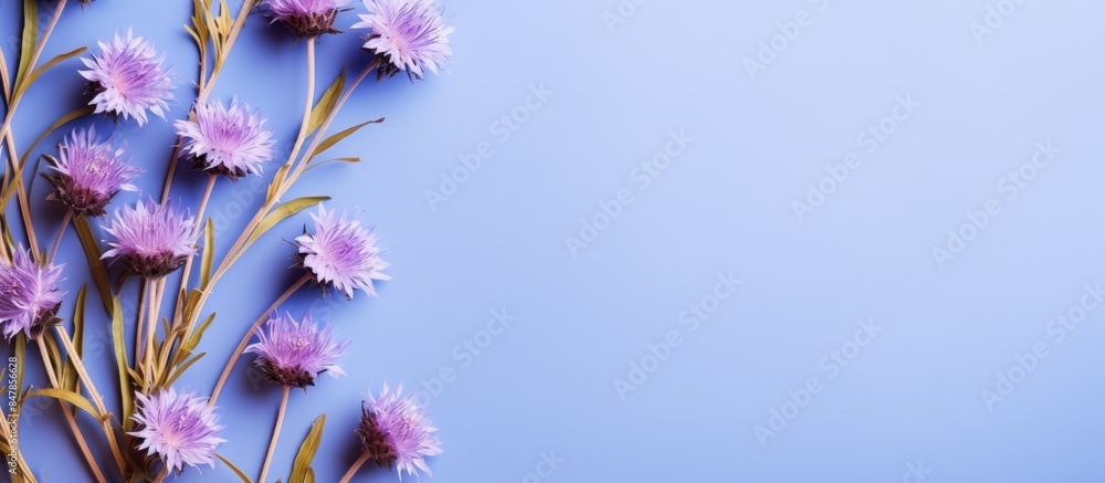 Flat lay with natural flowers of cornflower on violet background Spring ...