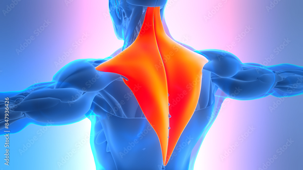 Human Muscular System Torso Muscles Trapezius Muscle Anatomy Stock ...