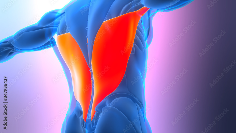 Human Muscular System Torso Muscles Latissimus Dorsi Muscle Anatomy ...