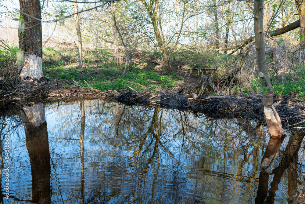 Calm water in the small lake, made because of beaver dam. Tree branches ...