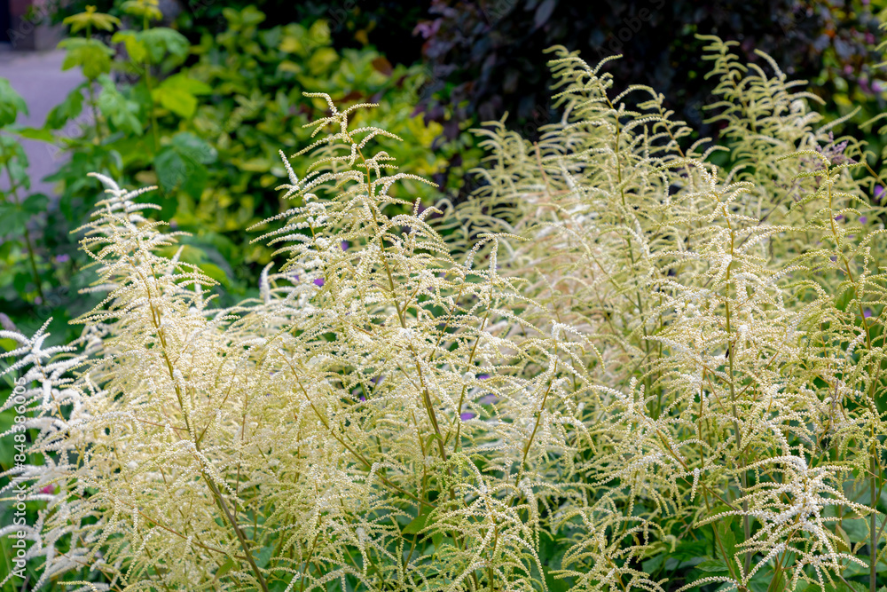 Selective focus of white cream flowers Aruncus dioicus in the garden ...