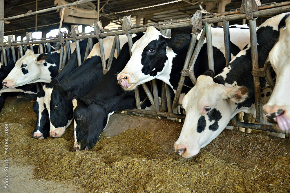 Vaca leiteira comendo silagem Stock Photo | Adobe Stock