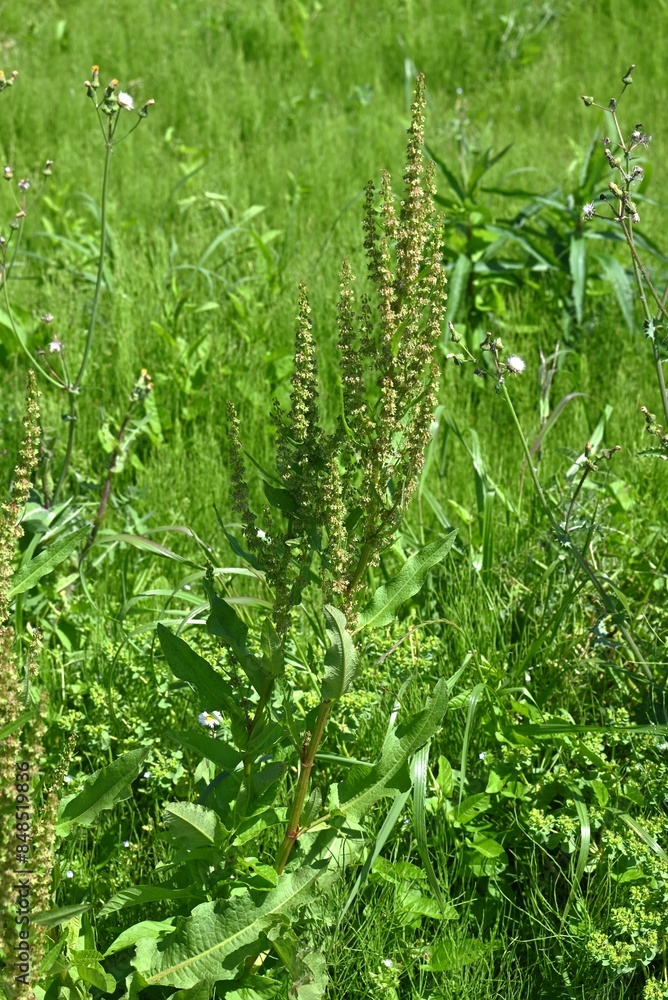 Rumex japonicus (Japanese dock) Achenes. Polygonaceae perennial plants ...