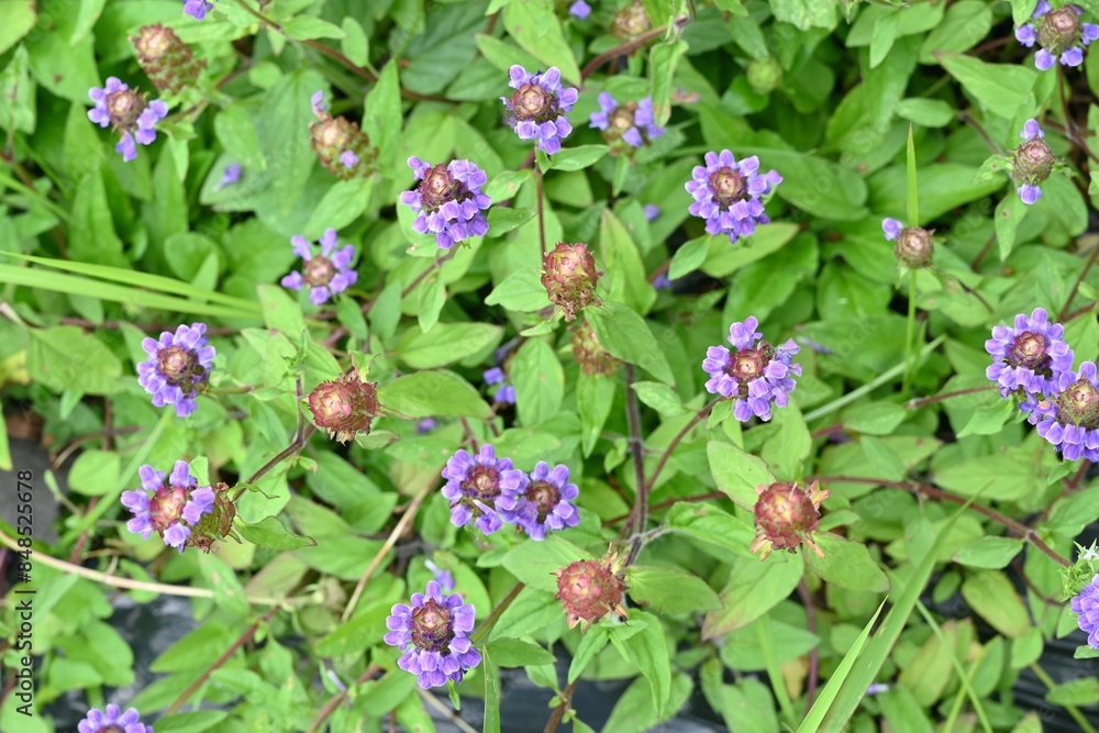 Prunella vulgaris (Self heal) flowers. Lamiaceae perennial herb. It ...