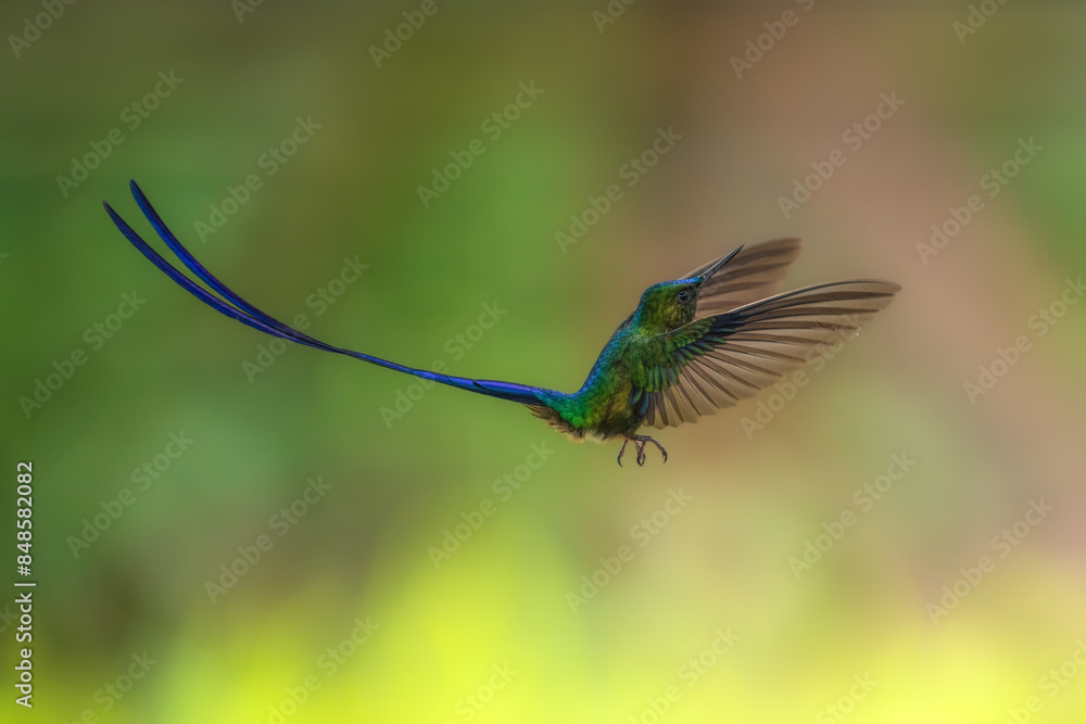 Violet-tailed Sylph - Aglaiocercus coelestis, beautiful long tailed ...