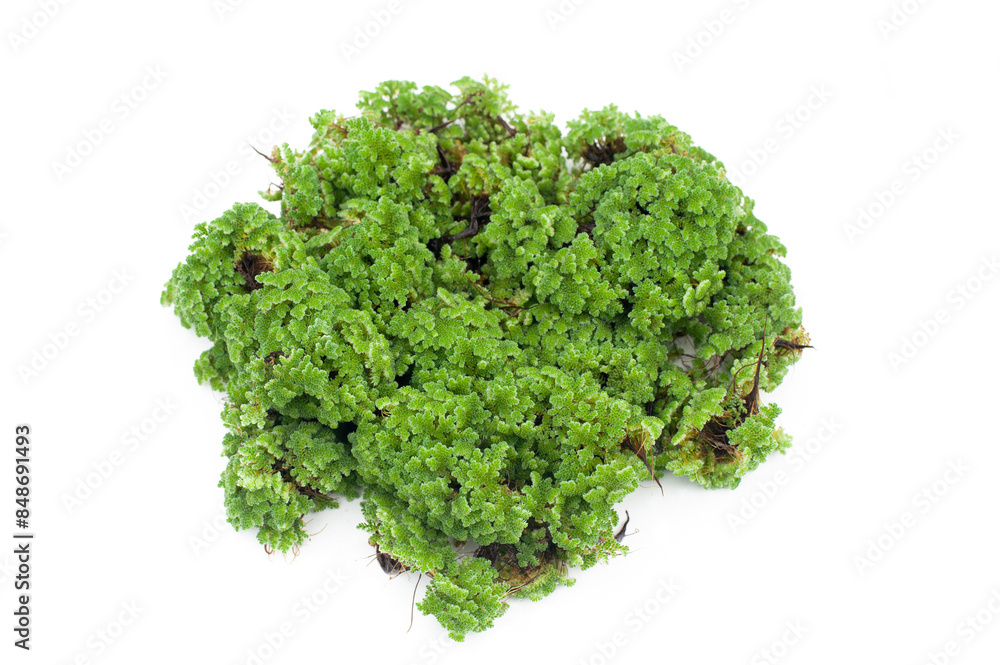 Green floating Azolla Pinnata (Azolla microphylla) isolated on white ...