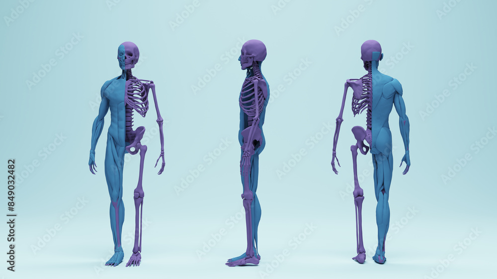 Anatomical male human skeleton muscle ecorche study education medical science 3d illustration ...