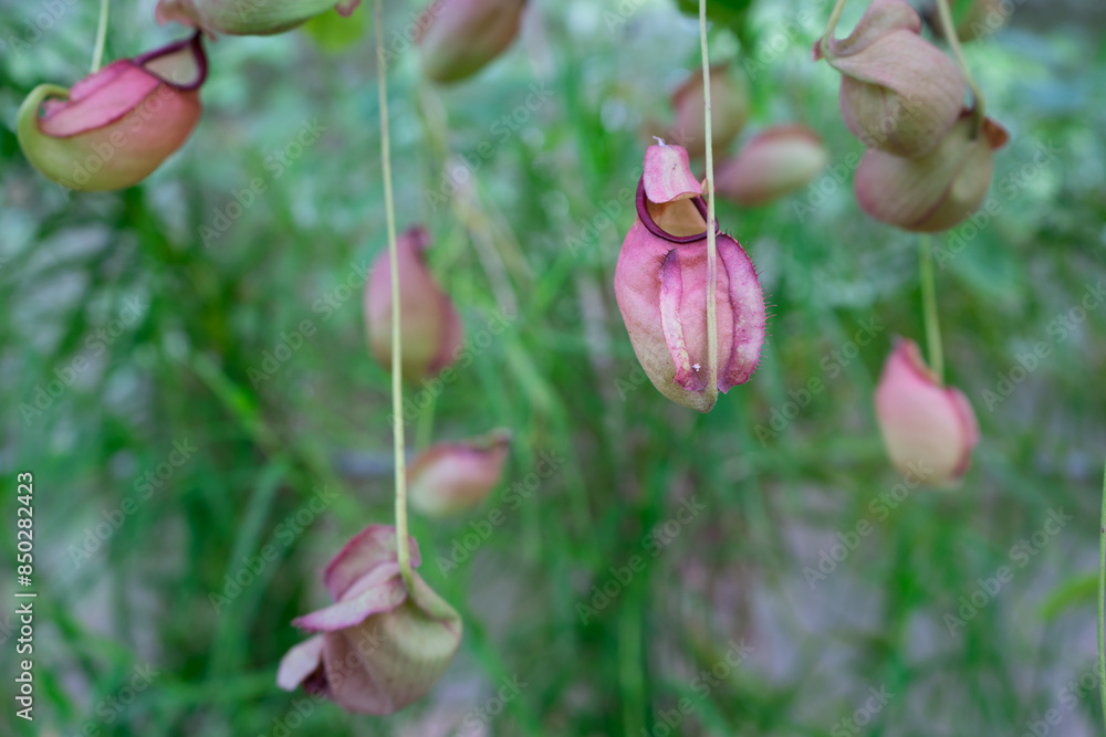 Nepenthes is tropical pitcher plants , monkey cups .Insectivorous ...