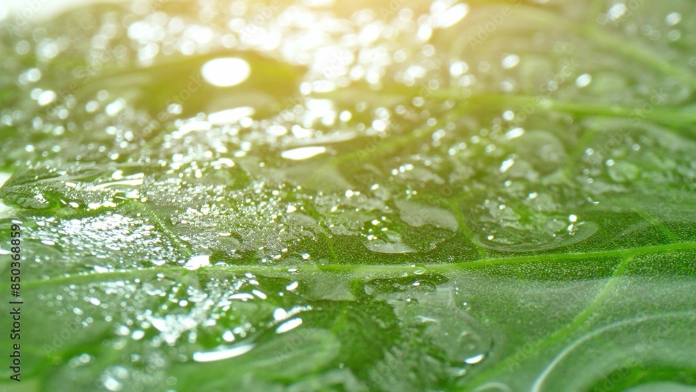Behold the exquisite intricacy of an okra leaf, adorned with shimmering ...