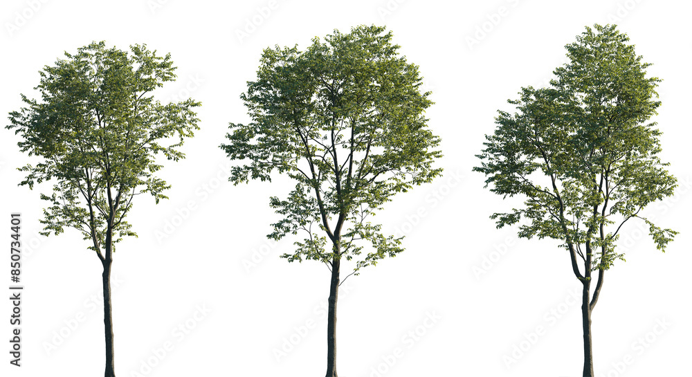 Celtis australis tree frontal set medium and small street isolated png ...