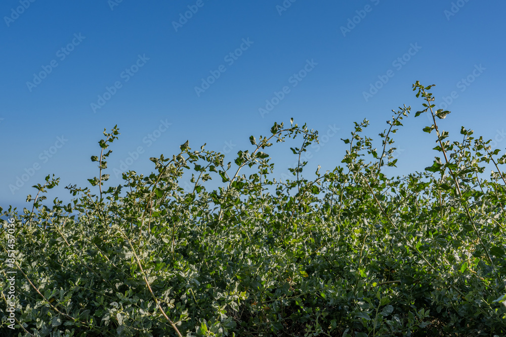 Atriplex lentiformis (quail bush, big saltbrush, big saltbush ...