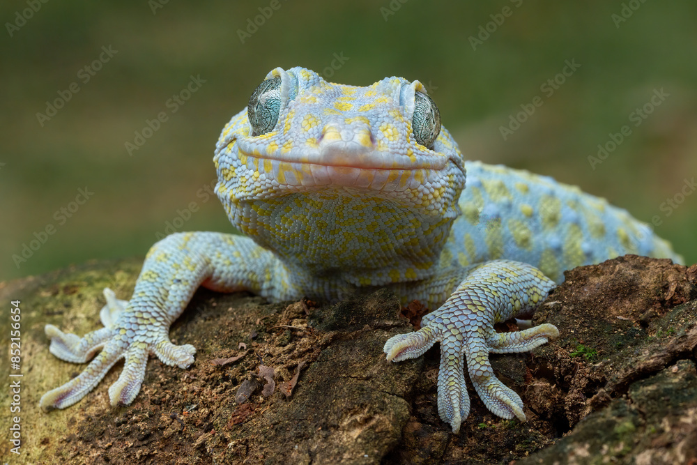 The "smiling" Tokay Gecko (Gekko gecko). The Tokay gecko is the third ...