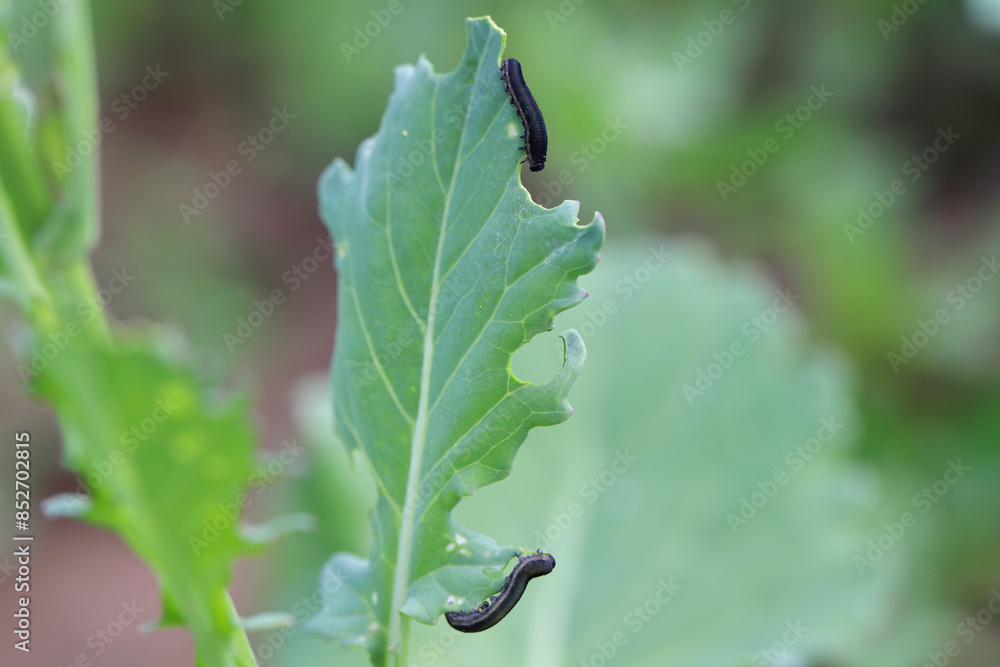 Larva, caterpillar of turnip sawfly (Athalia colibri or rosae). Pest ...