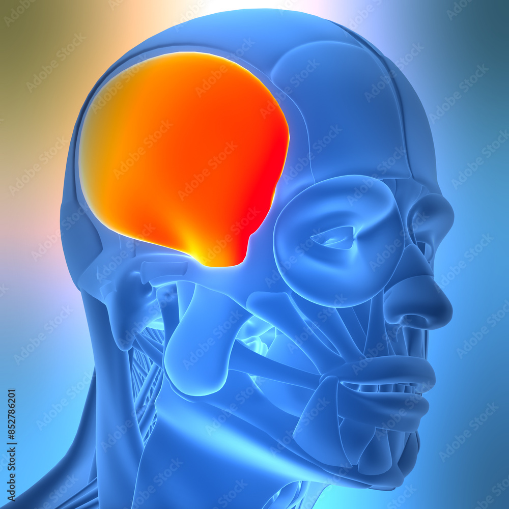 Human Body Muscular System Head Muscles Temporal Muscle Anatomy Stock ...