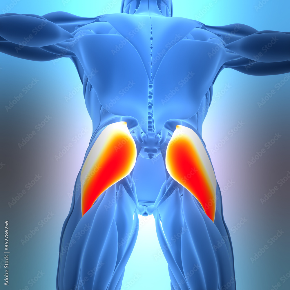 Human Muscular System Leg Muscles Gluteus Maximus Muscle Anatomy Stock ...