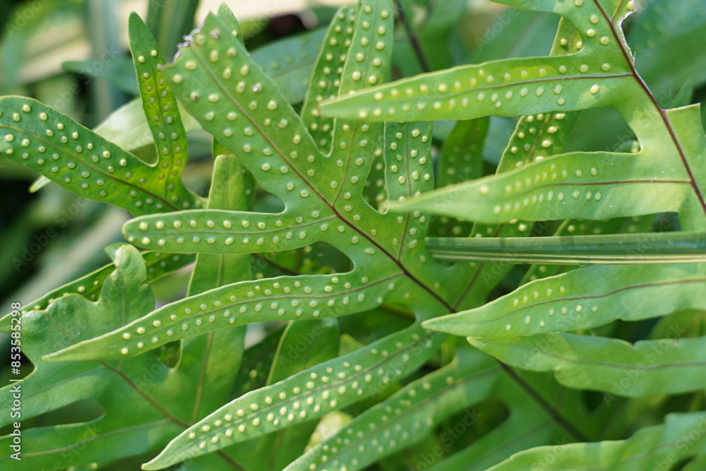 Green tropical ferns are a diverse group of plants known for their lush ...
