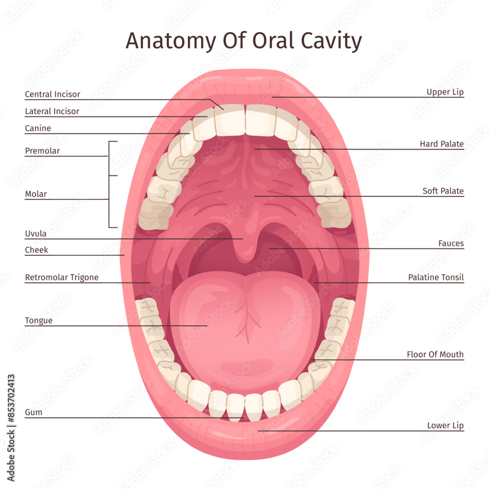 Oral cavity infographic. Human mouth inside parts structure anatomy system teeth dentistry ...