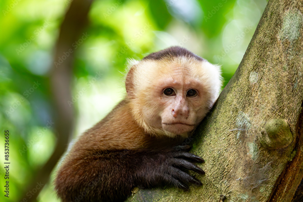 Varied white-fronted capuchin (Cebus versicolor), species of gracile ...