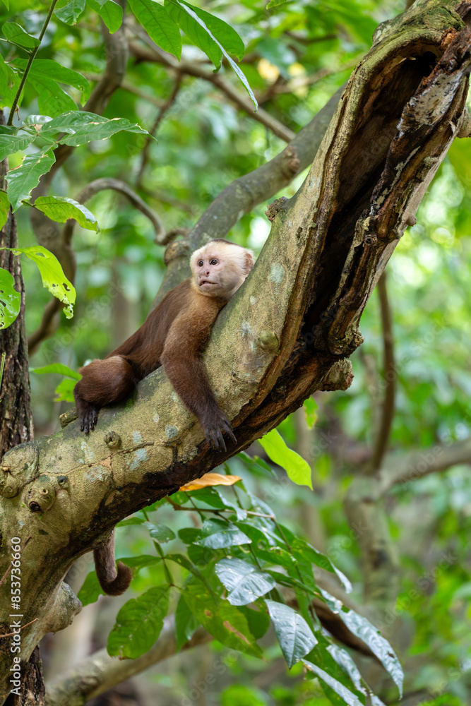 Varied white-fronted capuchin (Cebus versicolor), species of gracile ...