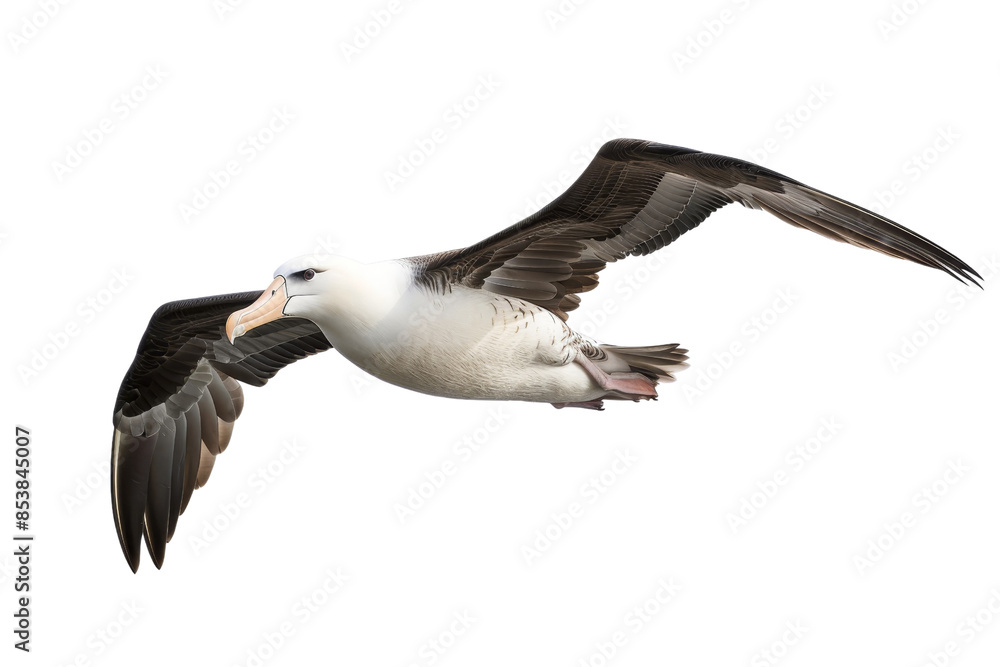 Majestic albatross in flight captured mid-air, showcasing its ...