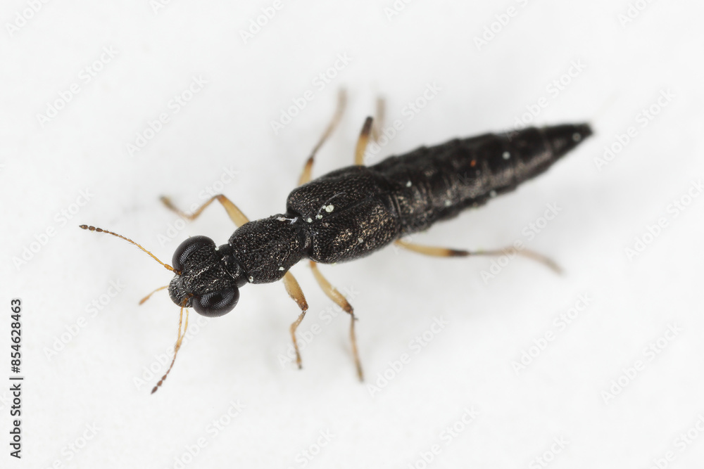 Water Skater Beetle (Stenus sp.). A tiny predatory beetle of the rove ...