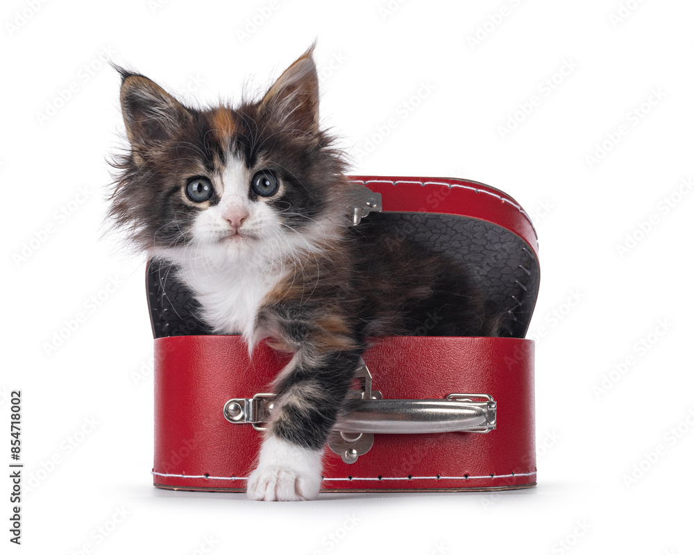 Adorable baby Maine Coon cat kitten, coming out of little red suitcase ...
