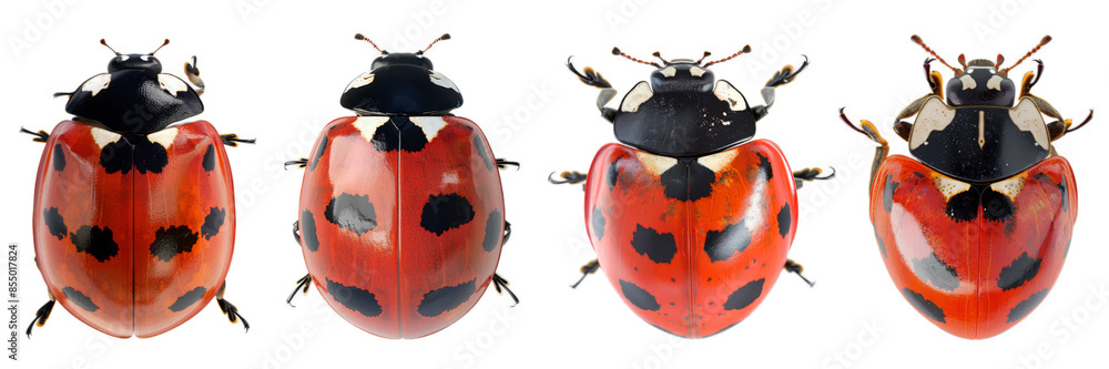 Group of Ladybugs in Different Poses Isolated On Transparent Background ...