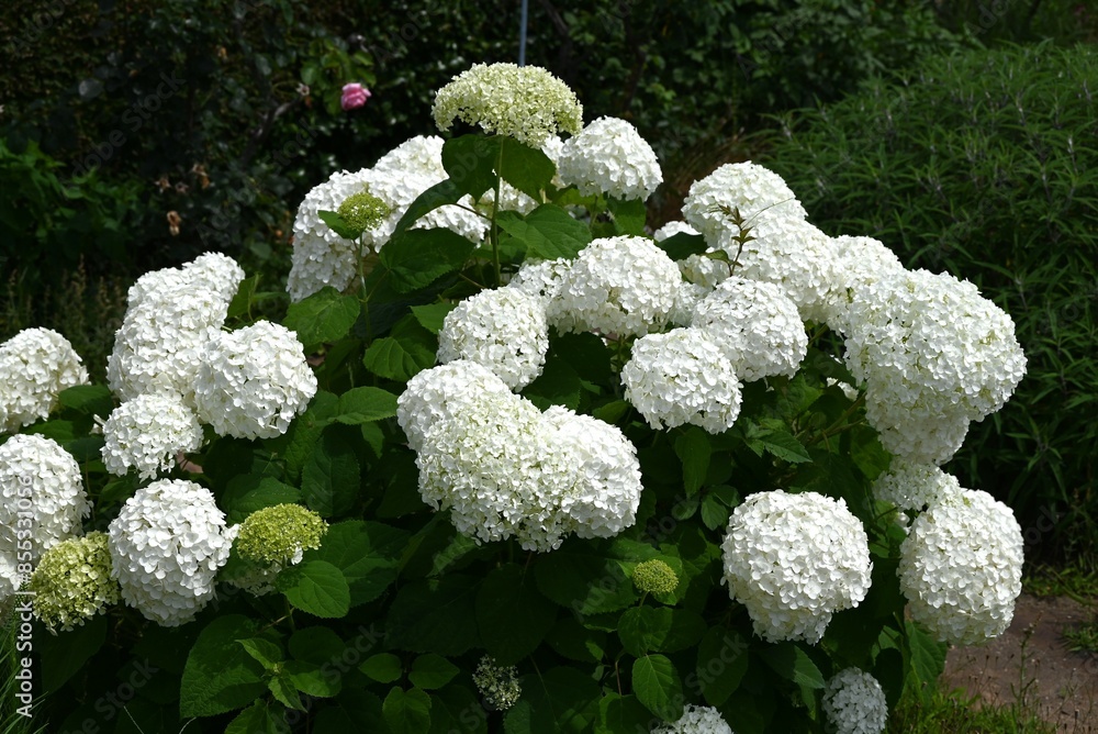 Hydrangea arborescens 'Annabelle'. A deciduous shrub of the ...